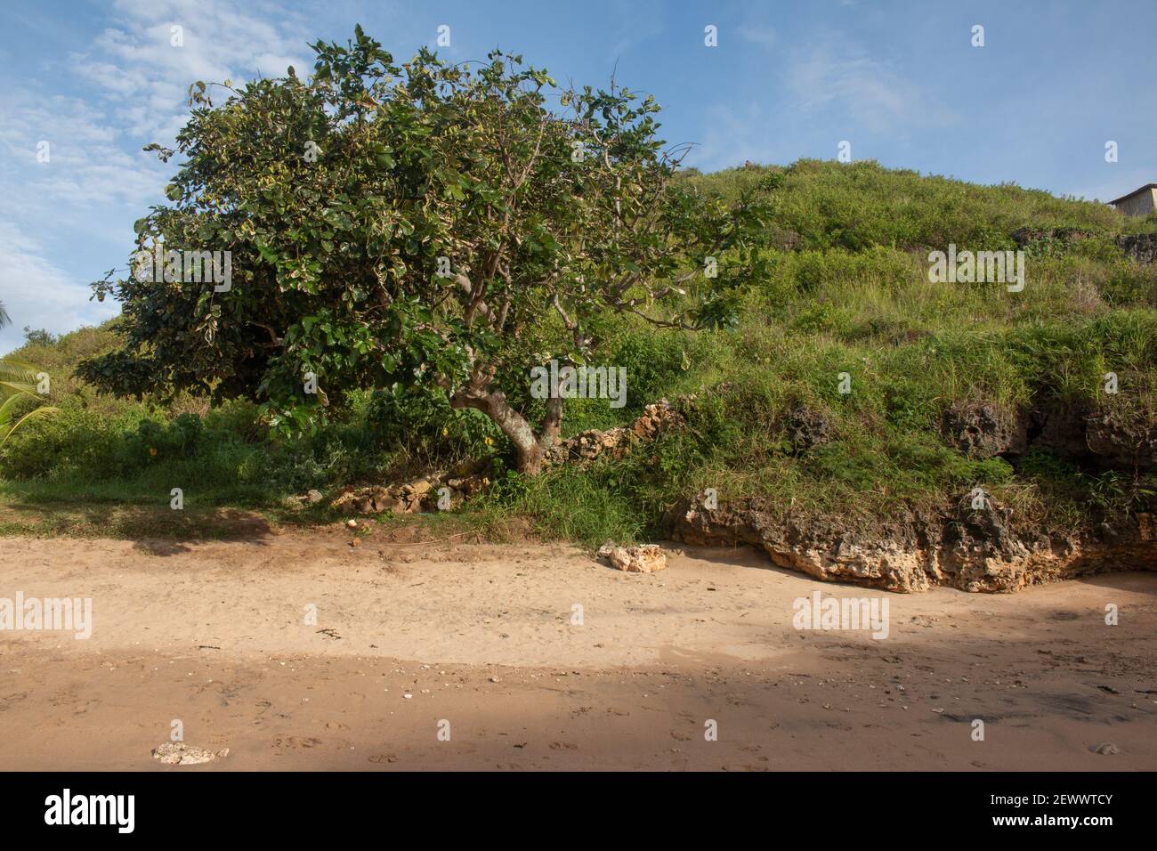 Tropical tree and bush on sand beach with cloud sky in background Stock ...