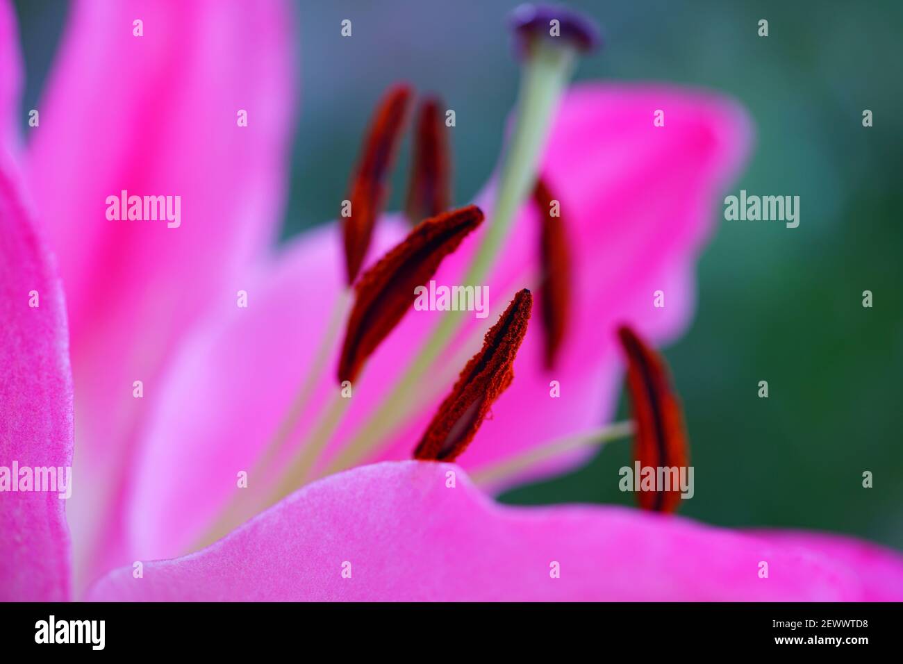 Pink Asiatic lily flower bloom with pollen covered anthers Stock Photo ...