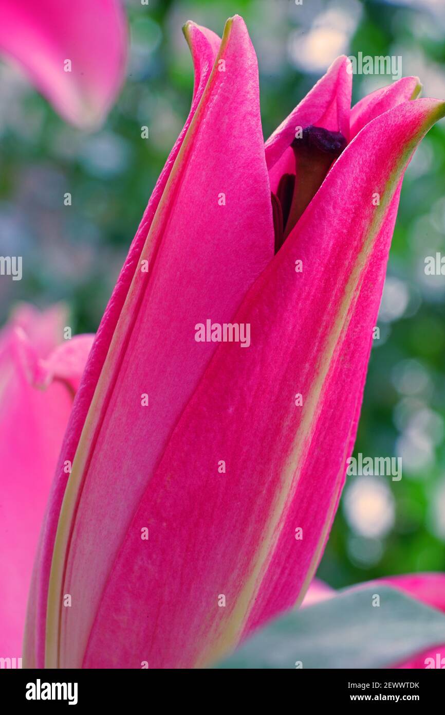 Pink Asiatic lily flower bloom with pollen covered anthers Stock Photo ...