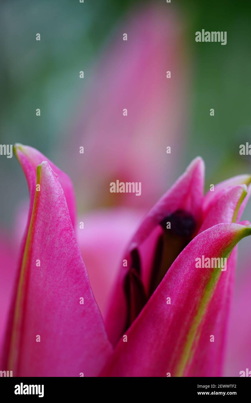 Lily pollen stain hi-res stock photography and images - Alamy