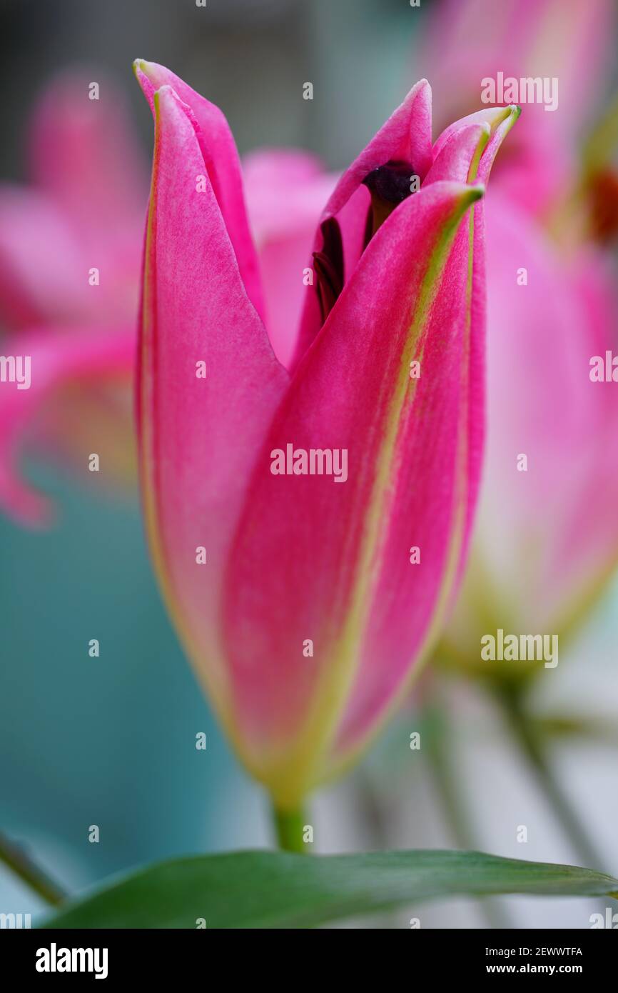 Lily pollen stain hi-res stock photography and images - Alamy