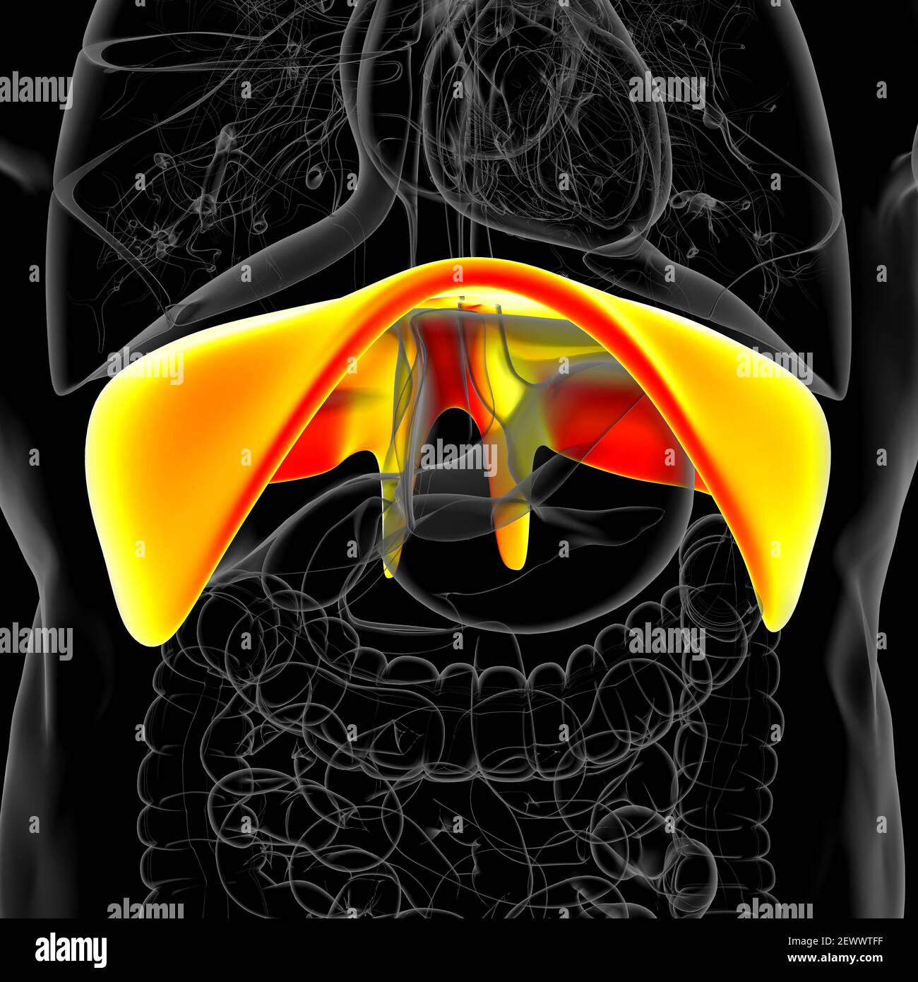 Diaphragm Human Respiratory System Anatomy For Medical Concept 3D ...