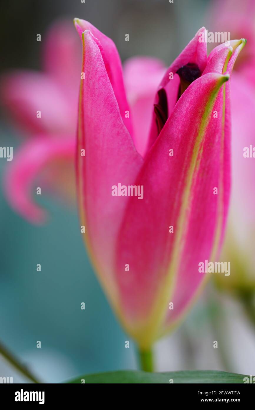 Lily pollen stain hi-res stock photography and images - Alamy