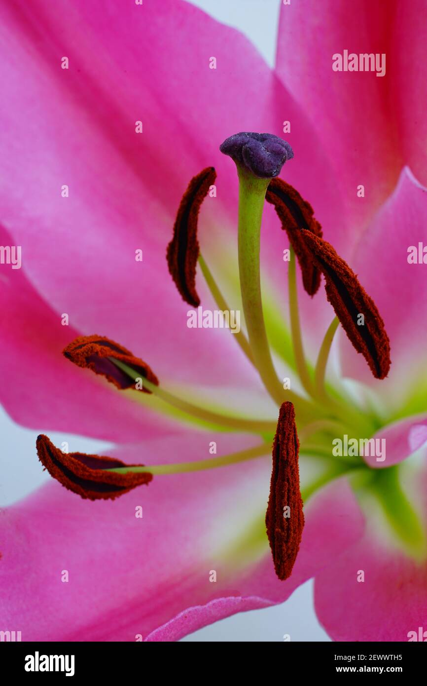 Pink Asiatic lily flower bloom with pollen covered anthers Stock Photo ...