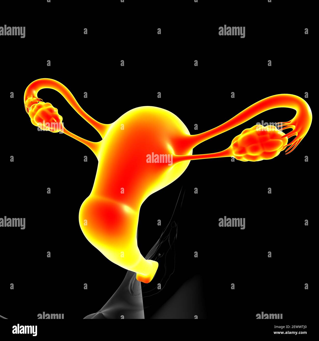 Female Reproductive System Anatomy For Medical Concept 3d Illustration