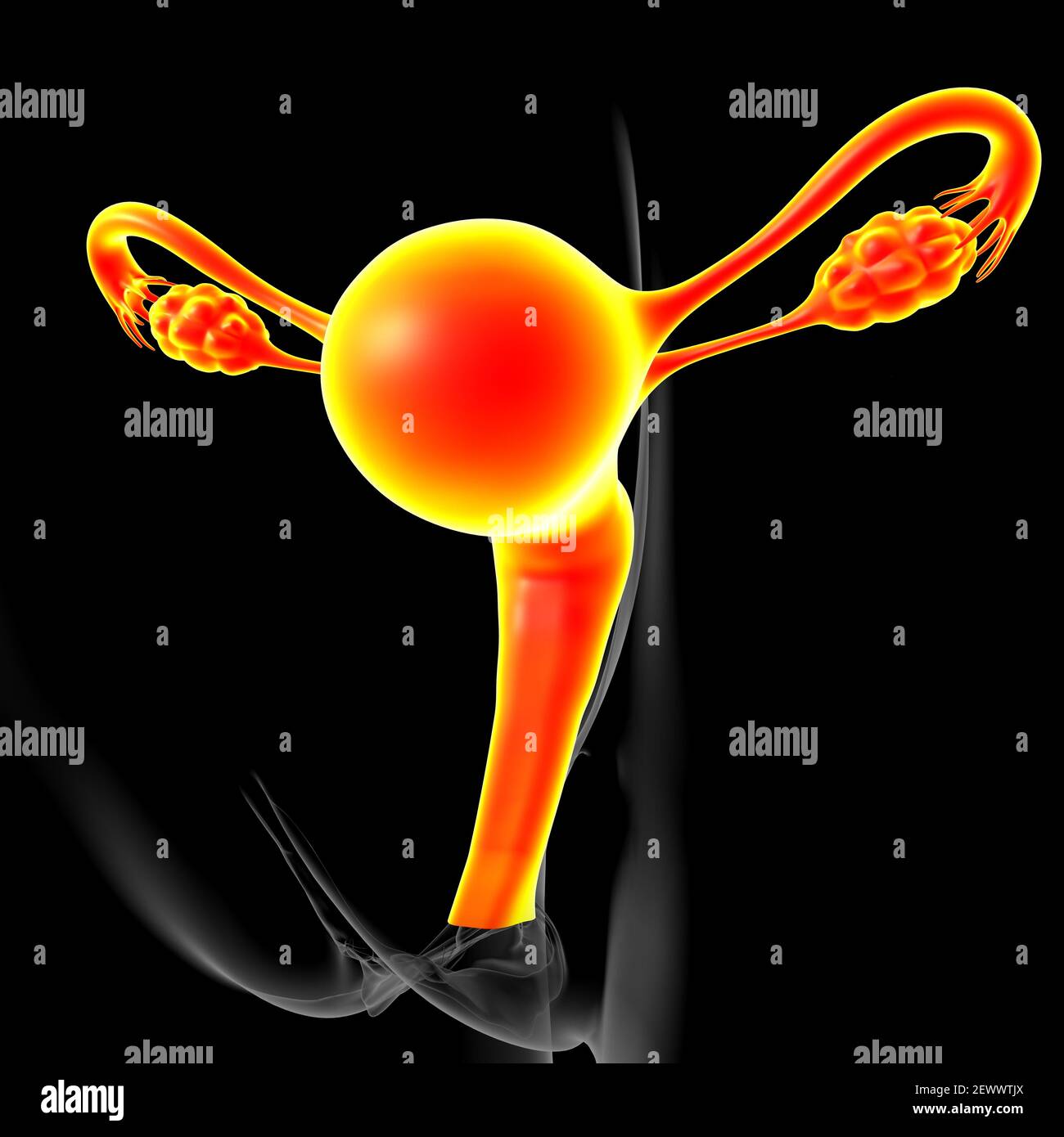 Female Reproductive System Anatomy For Medical Concept 3d Illustration
