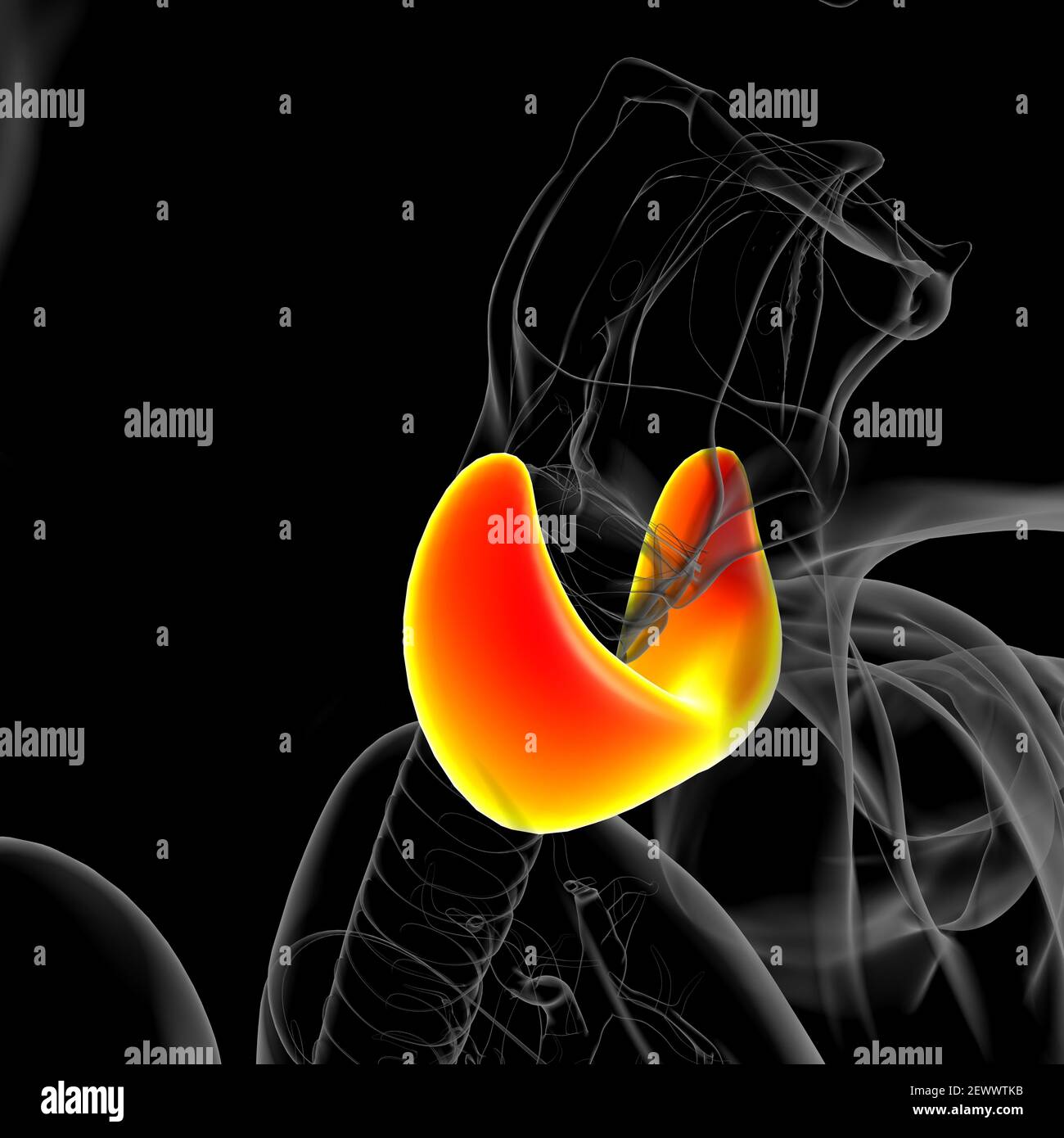 Thyroid Gland Anatomy For Medical Concept 3D Illustration Stock Photo ...
