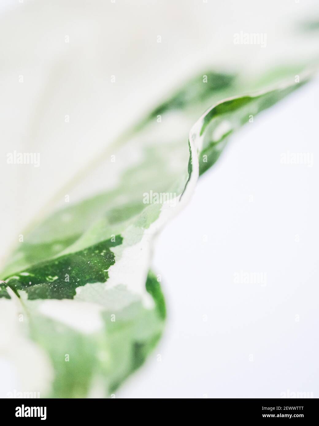 A selective focus of devil's ivy leaves against a blurry white ...