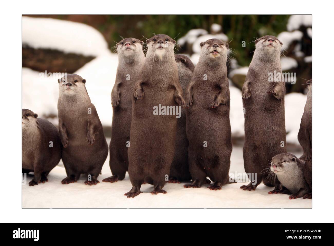Animals in the snow at London Zoophotograph by David Sandison The ...