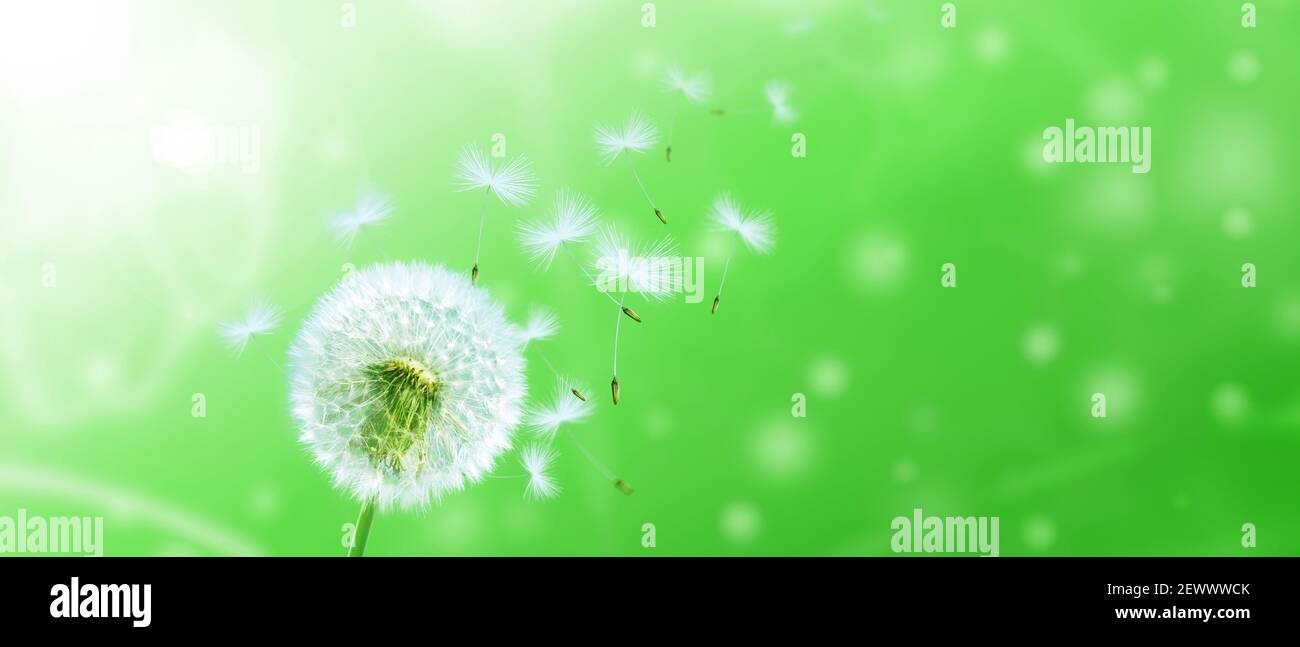 Beautiful dreamy spring nature background with dandelion Stock Photo ...
