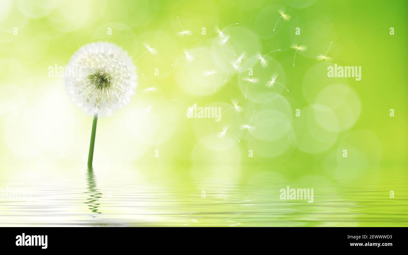 Beautiful dreamy spring nature background with dandelion Stock Photo ...