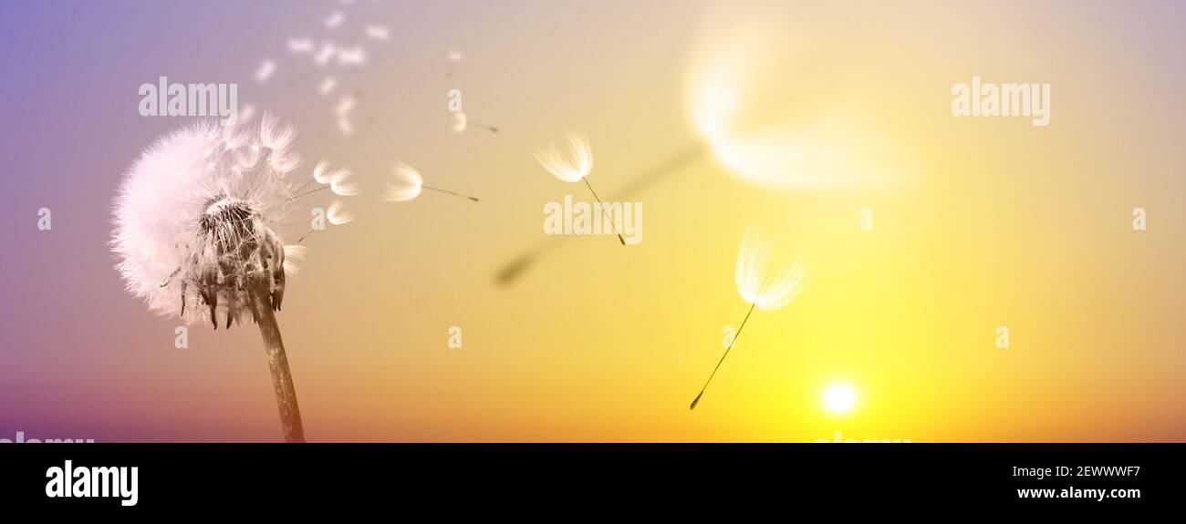 Beautiful dreamy spring nature background with dandelion Stock Photo ...