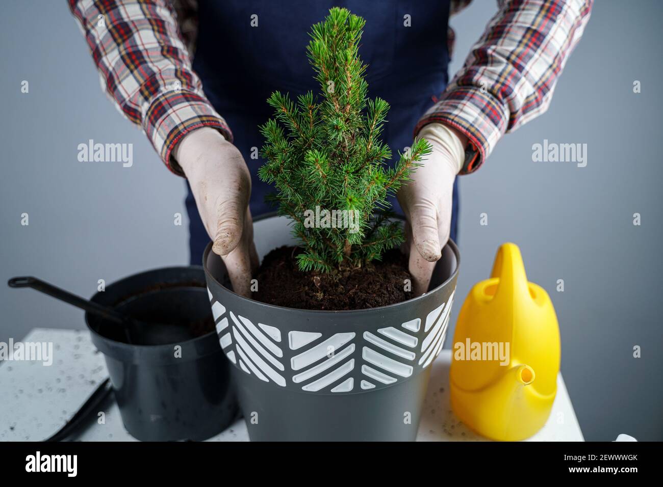 Transplant tree garden tools hi-res stock photography and images - Alamy