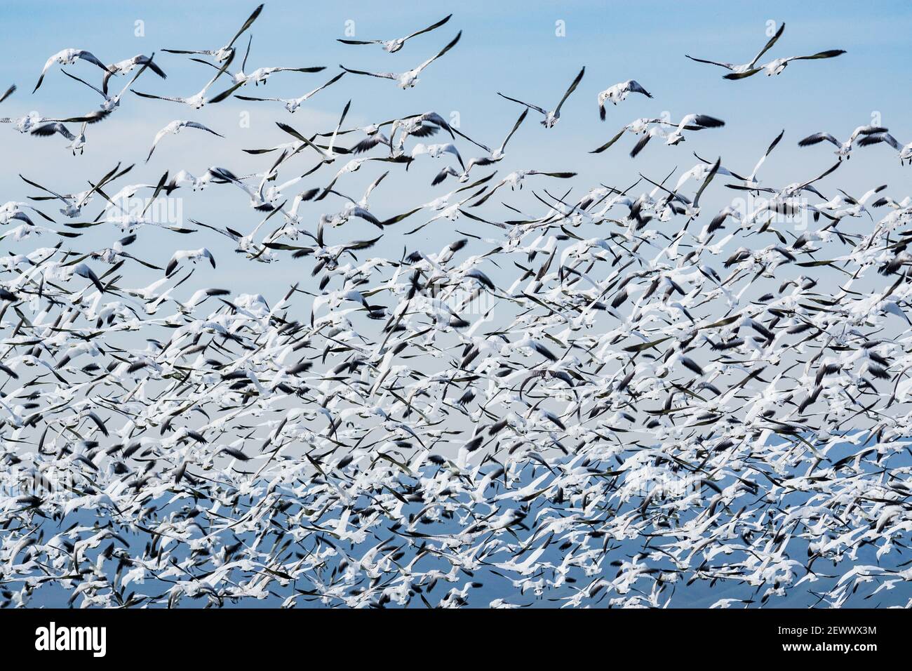 Snow and a few Aleutian cackling geese take flight at the San Joaquin ...