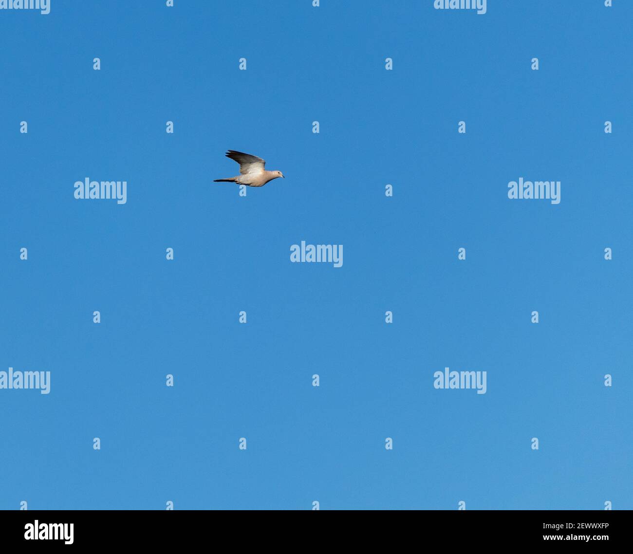 A closeup shot of a single pigeon bird flying in a blue cloudless sky ...