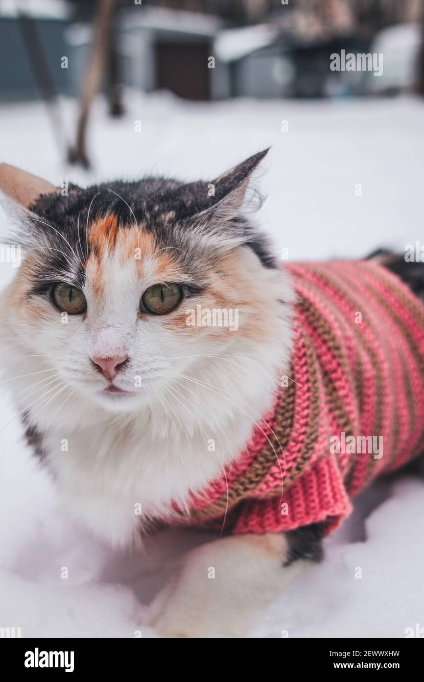 A cute cat in a sweater lying on the snow Stock Photo - Alamy
