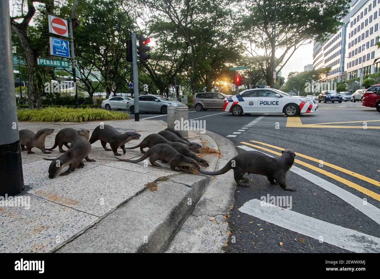 Beijing, China. 3rd Mar, 2021. A pack of wild smooth-coated otters ...