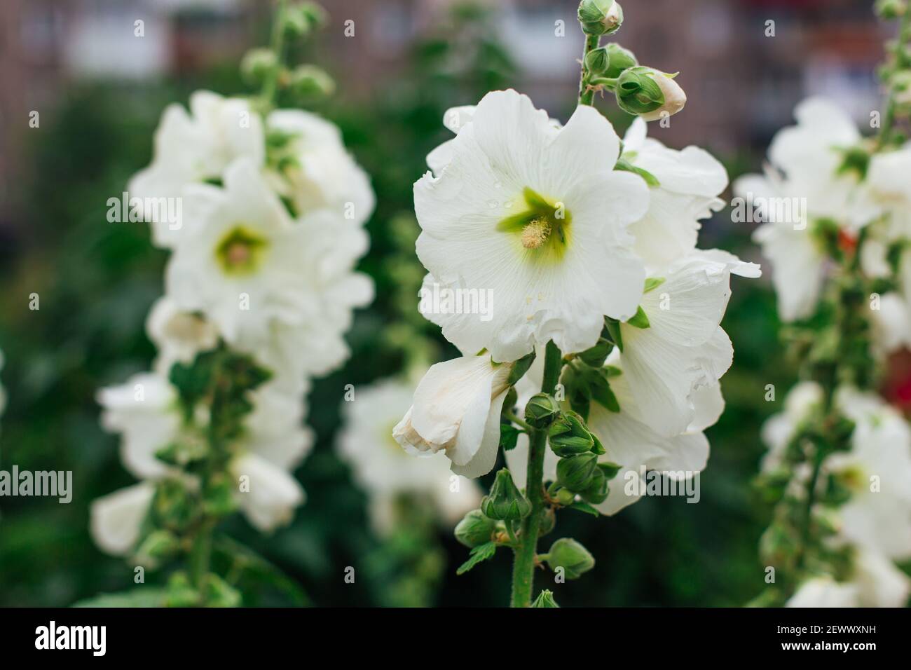 White mallow flowers in a green yard Stock Photo - Alamy