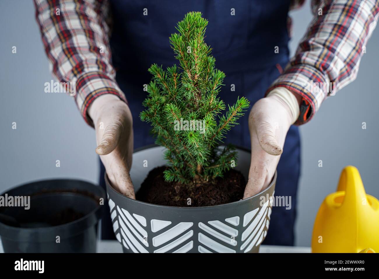 Christmas evergreen trees inside hi-res stock photography and images ...