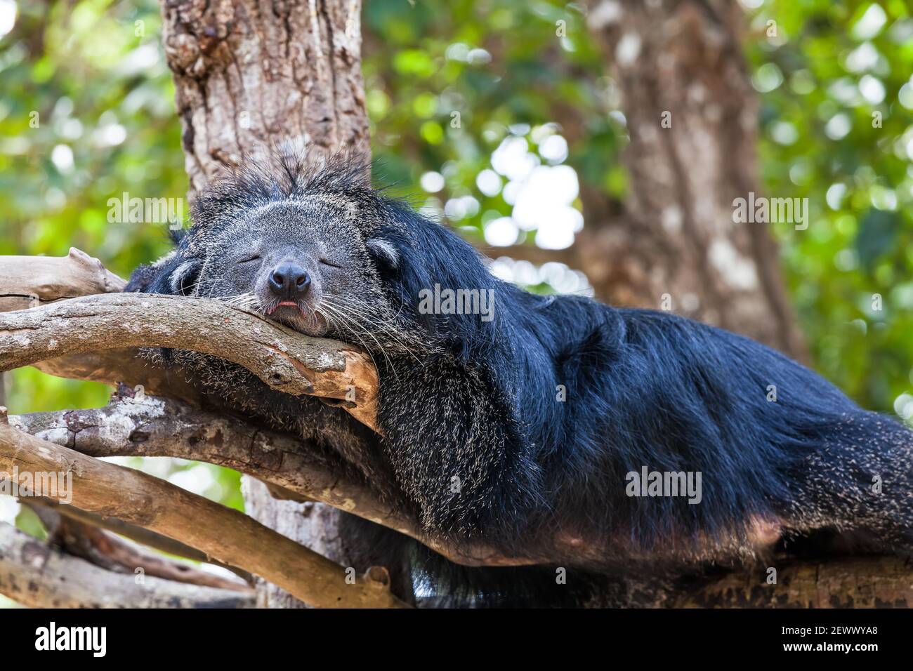 Arctictis binturong sleep on branch Stock Photo - Alamy