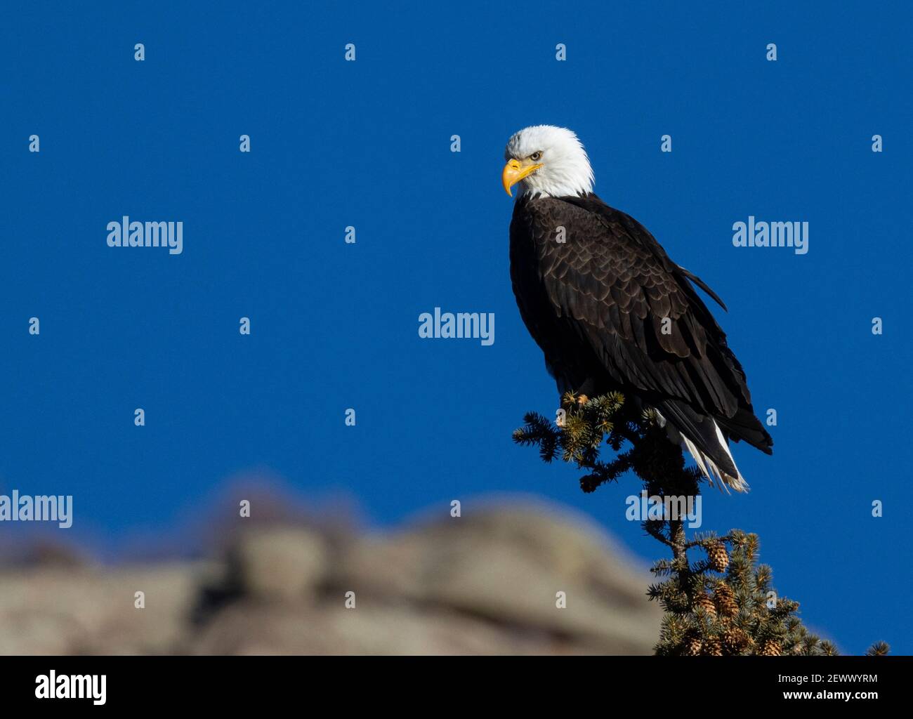 Bald eagles in the wild in Eleven Mile Canyon Colorado Stock Photo - Alamy