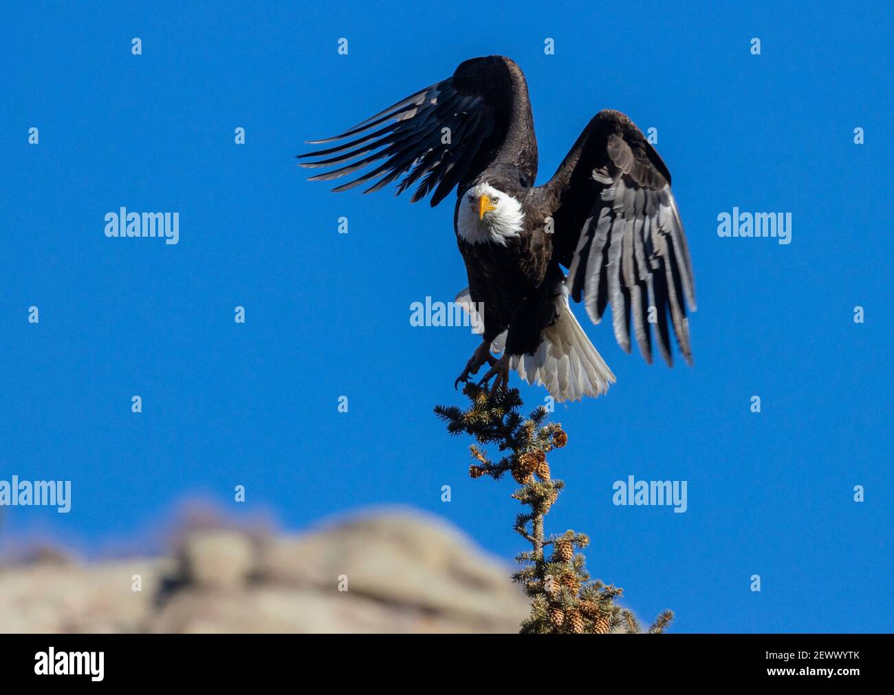Eagles in wild hi-res stock photography and images - Alamy