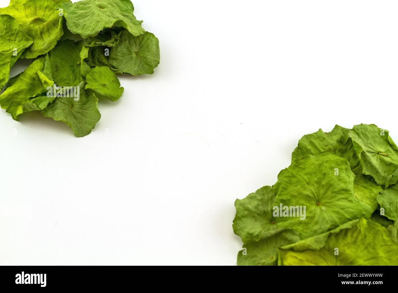 Close up dry of Asiatic Pennywort (Centella asiatica , Hydrocotyle ...