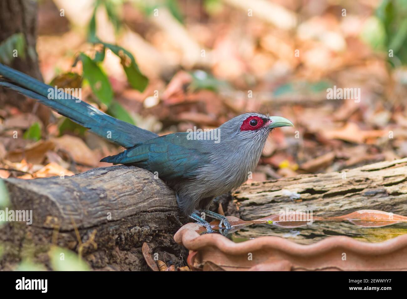 Beautiful of Green billed Malkoha (Phaenicophaeus tristis) great of ...