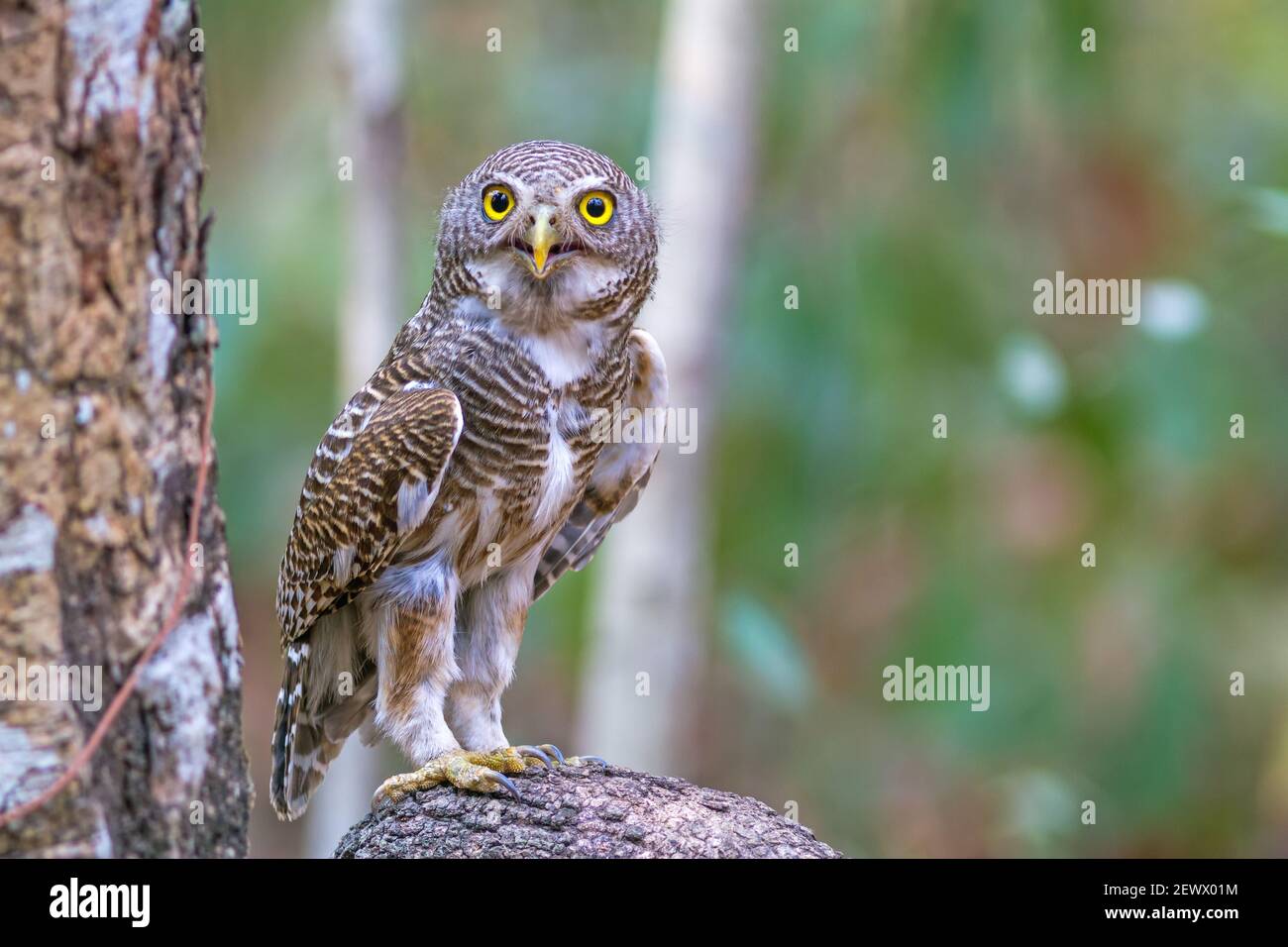 Scorpios hi-res stock photography and images - Alamy