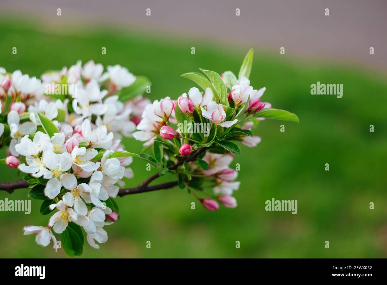 Beautiful nature scene with blooming tree spring blossom on sunny day ...