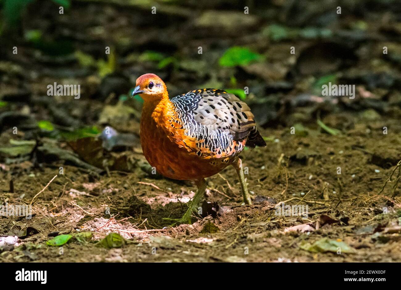 Male ferruginous partridge caloperdix hi-res stock photography and ...