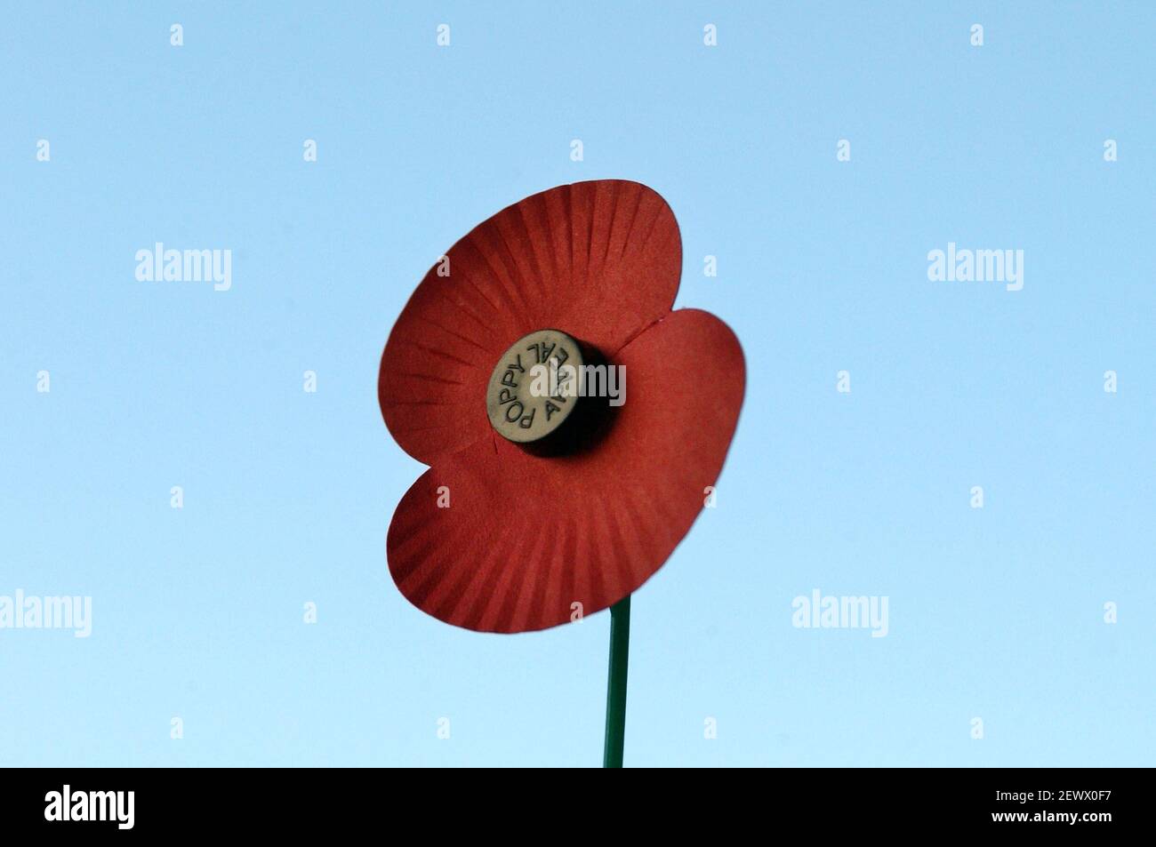 POPPY DAY POPPY.8/11/06 TOM PILSTON Stock Photo - Alamy