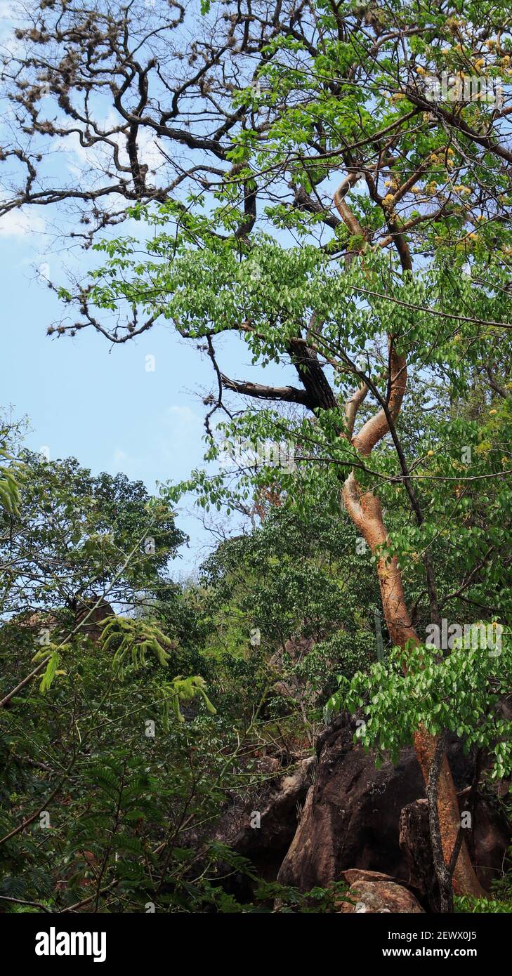 A vertical shot of a tree with rock boulders in the forest Stock Photo ...