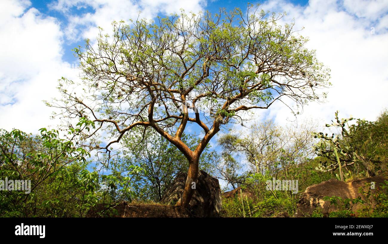 A beautiful view of a tree between two large boulders in a forest Stock ...