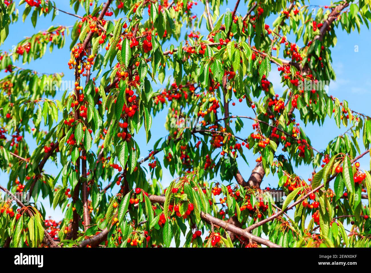 Tree full of cherry fruits ready to eat . Harvest on the branches ...