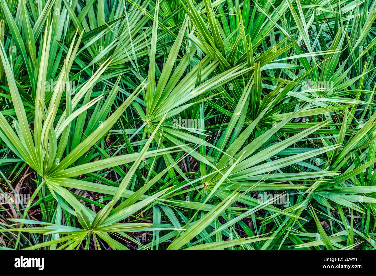 Palmetto fronds forms a background pattern at Matheson Hammock Park in ...