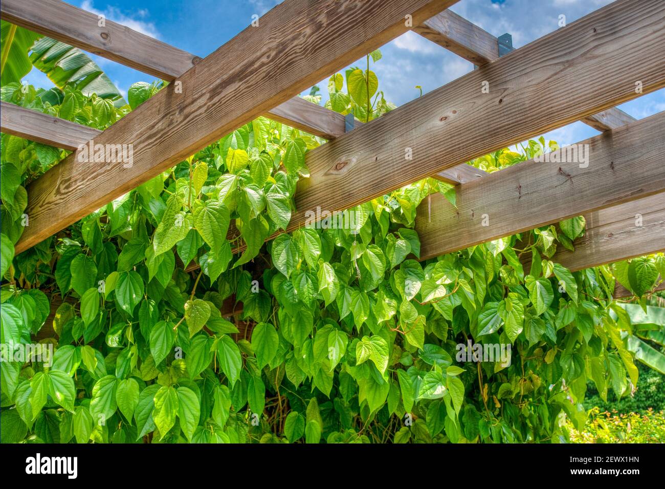 Wooden fruit frame trellis hi-res stock photography and images - Alamy