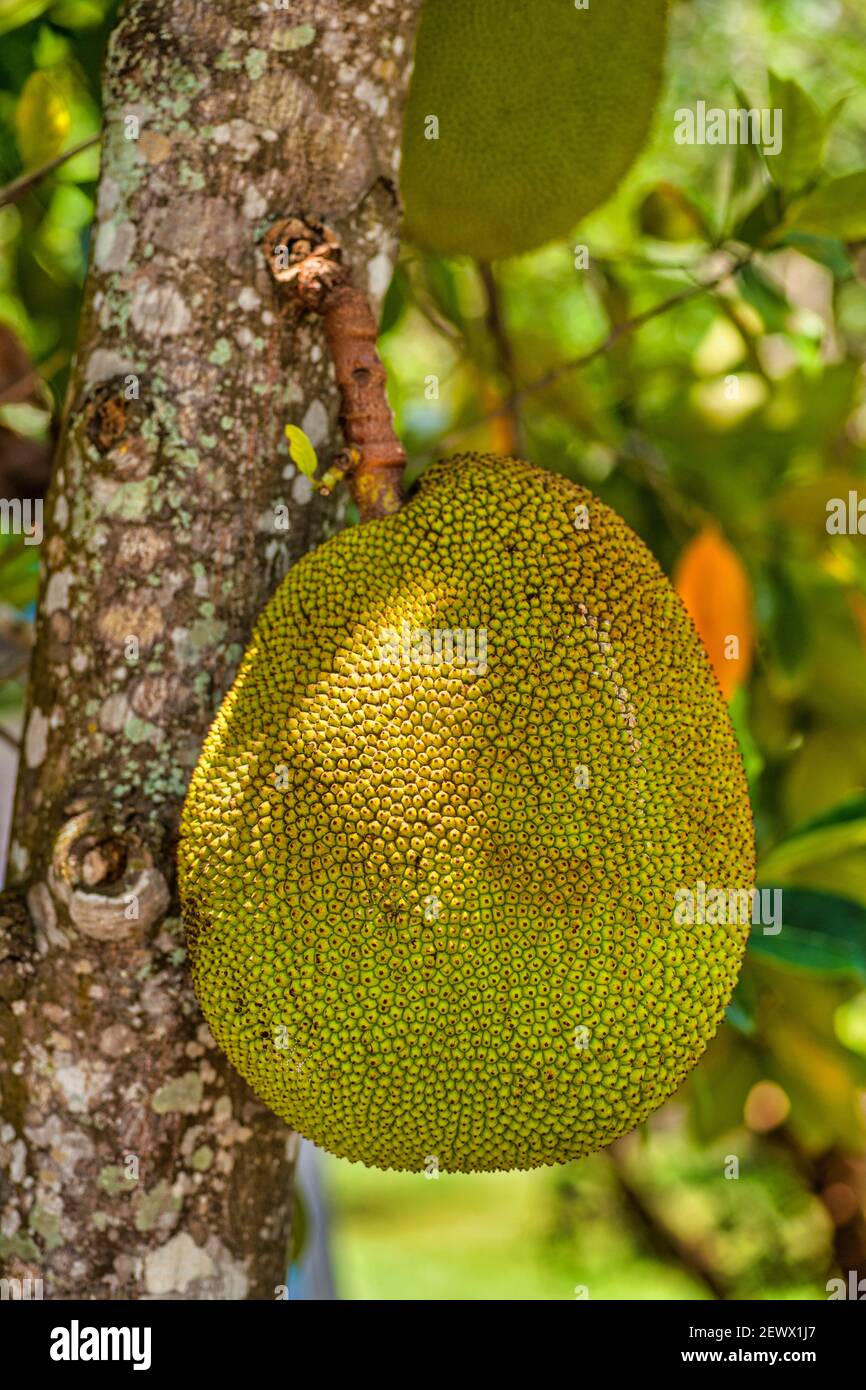 The edible tropical Jackfruit growing at the Miami-Dade County Redland ...