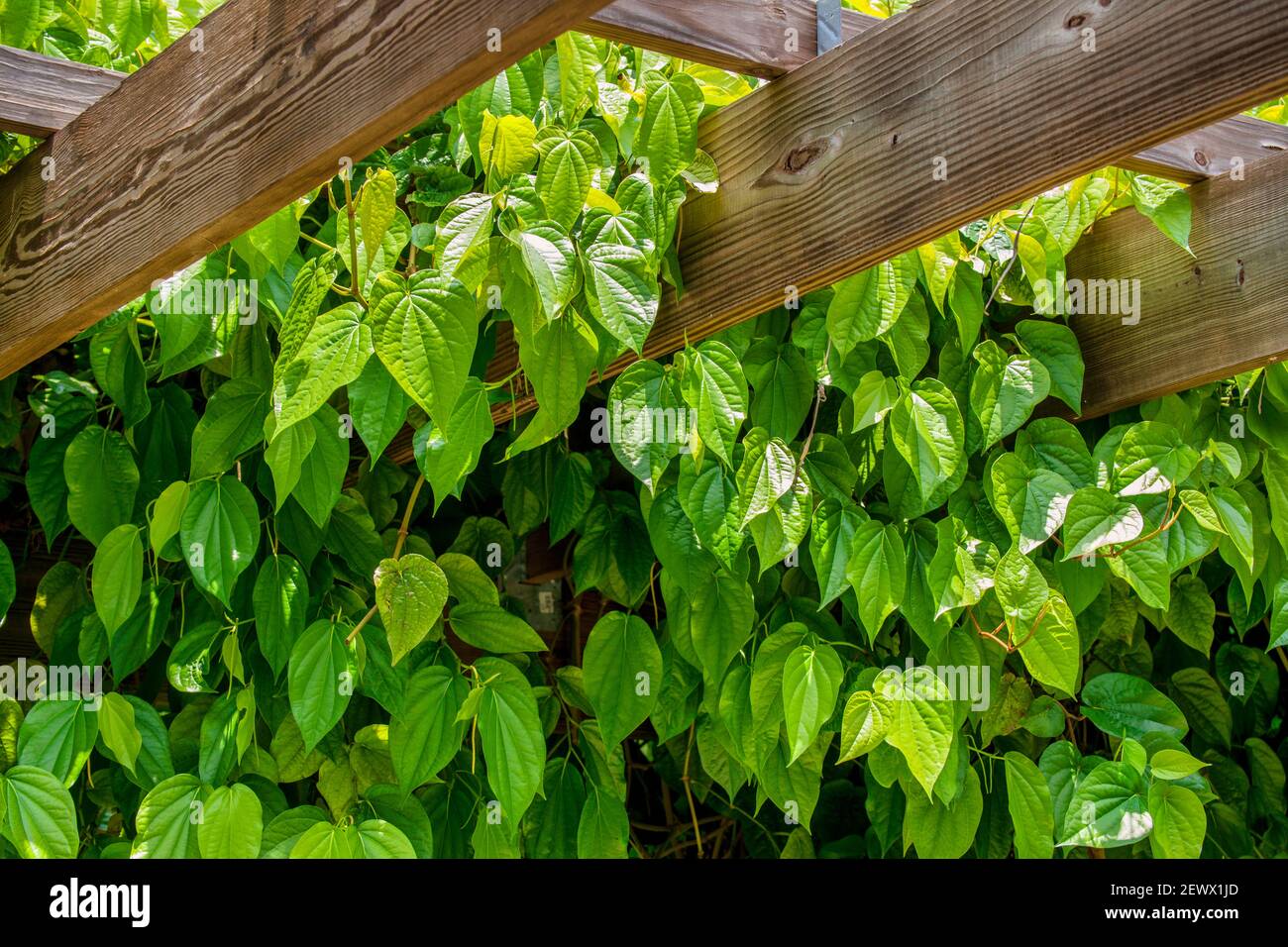 Tropical vines growing on a trellis at the Miami-Dade County Redland ...