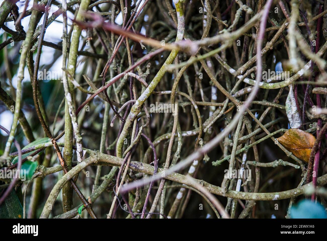 Intertwined vines form a background pattern in the Redland rural ...