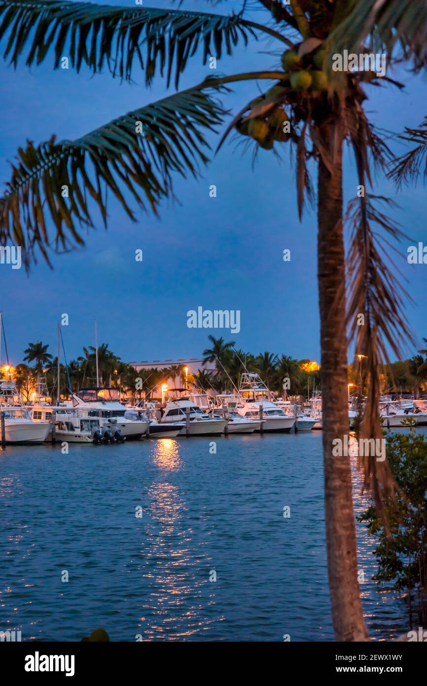 Palm trees frame a blue hour evening view of boats docked at the Black ...