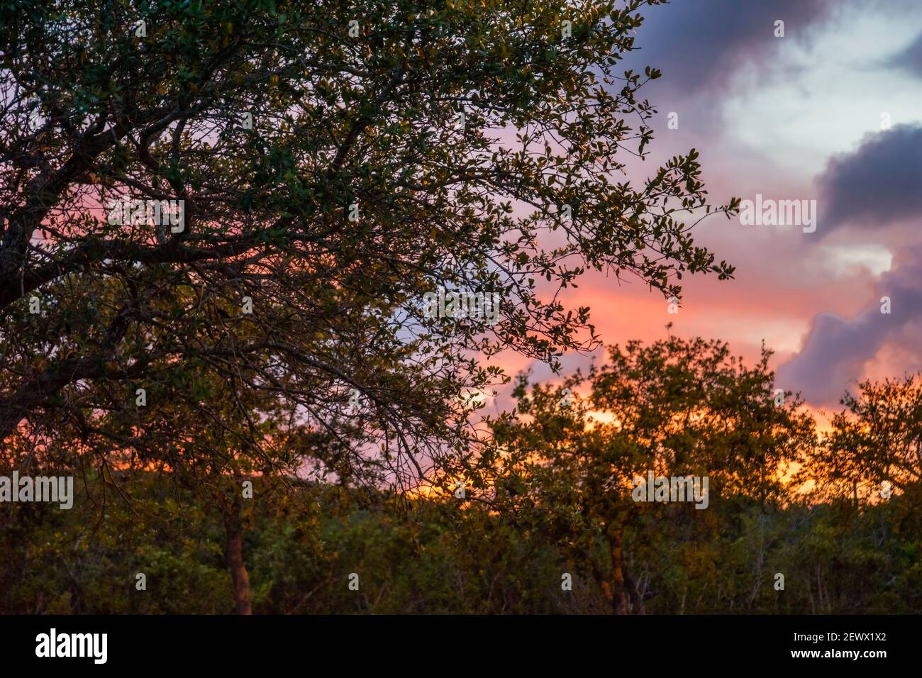 The sunset sky shows through the trees at the Black Point Park Marina ...