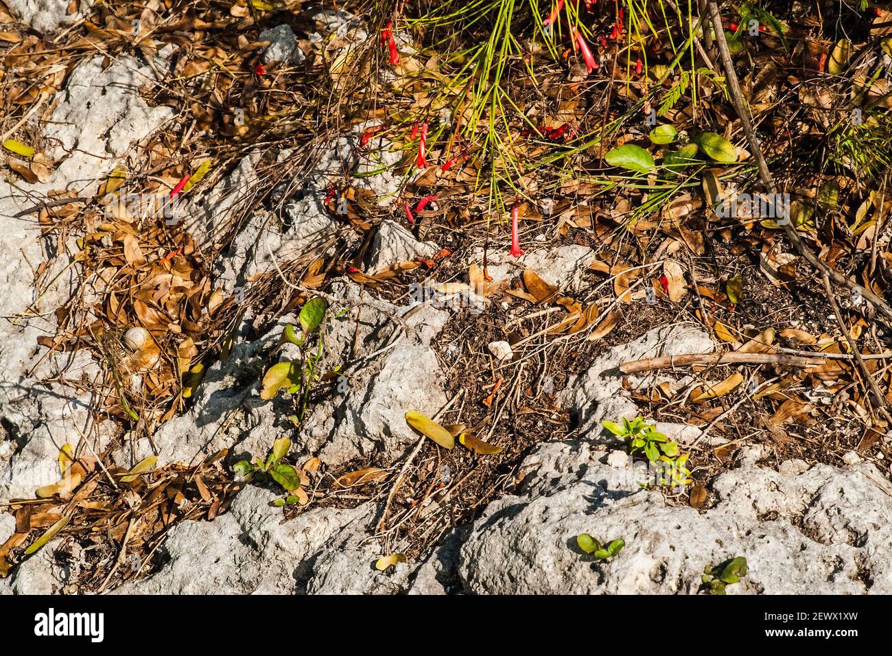 The rocky ground forms interesting textures at the Black Point Park ...