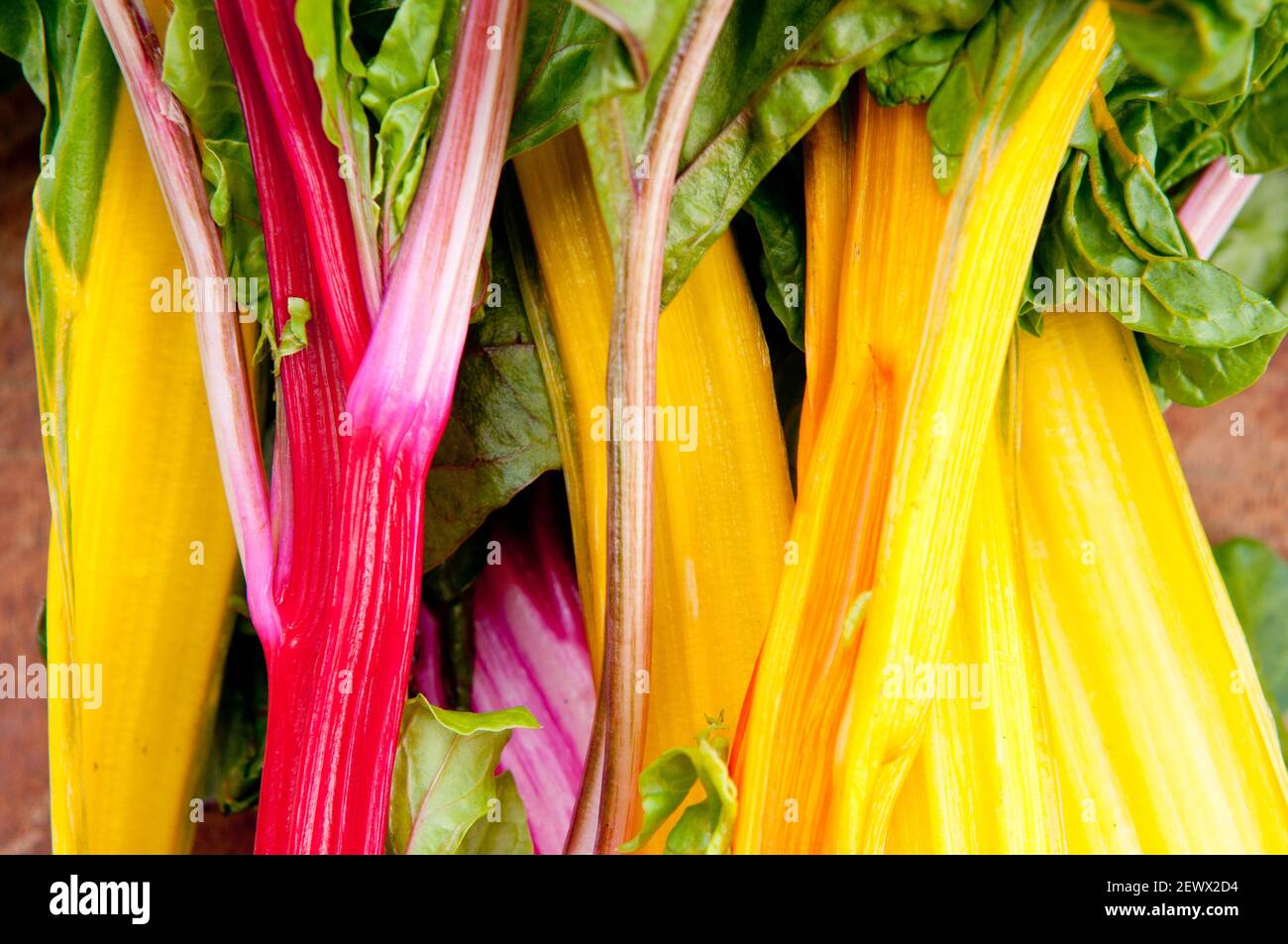 organic swiss chard in yellow, pink red and green Stock Photo - Alamy