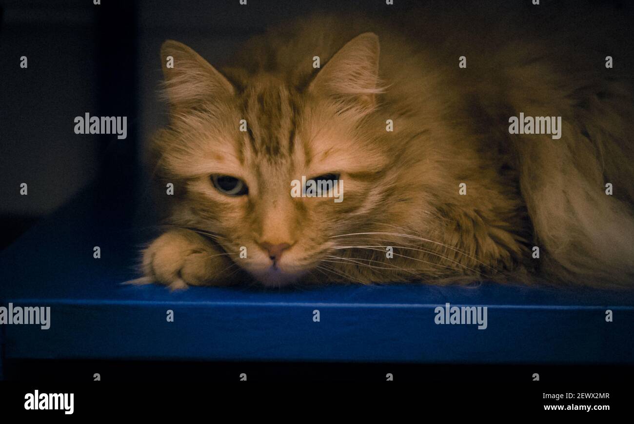 Long haired cat face hi-res stock photography and images - Alamy