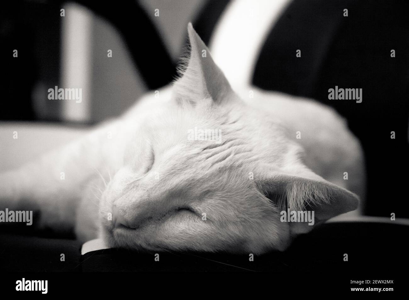 A closeup of a sleeping white cat Stock Photo - Alamy