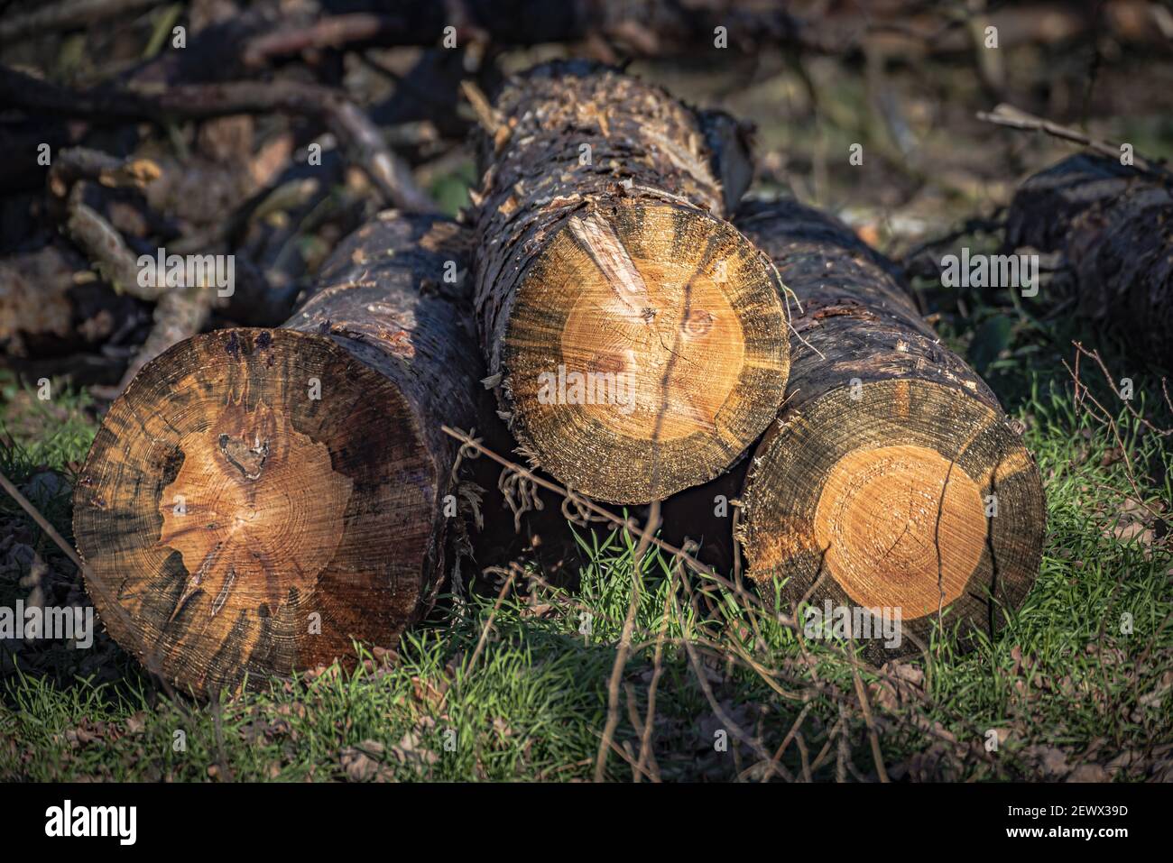 Sawed tree trunks lie in the forest Stock Photo - Alamy
