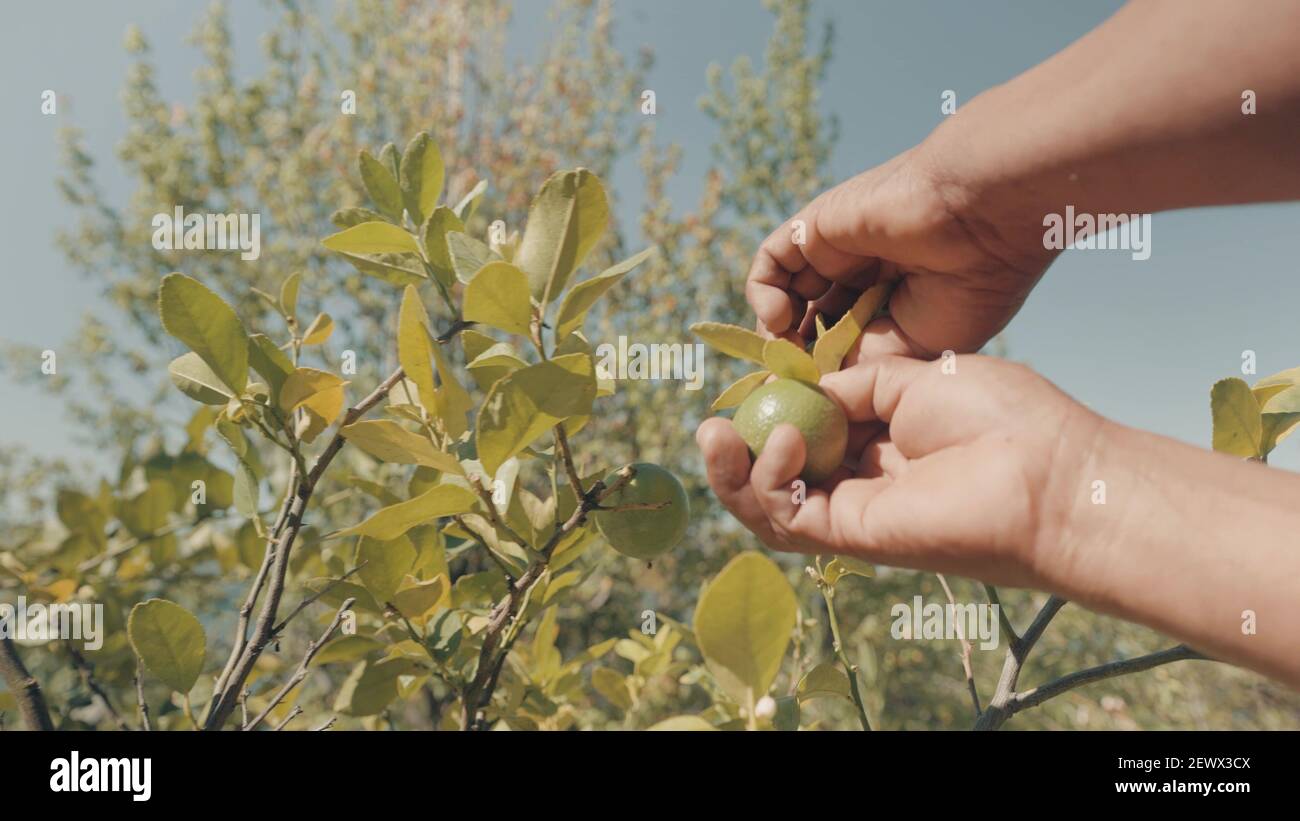 Plucking lemons hi-res stock photography and images - Alamy