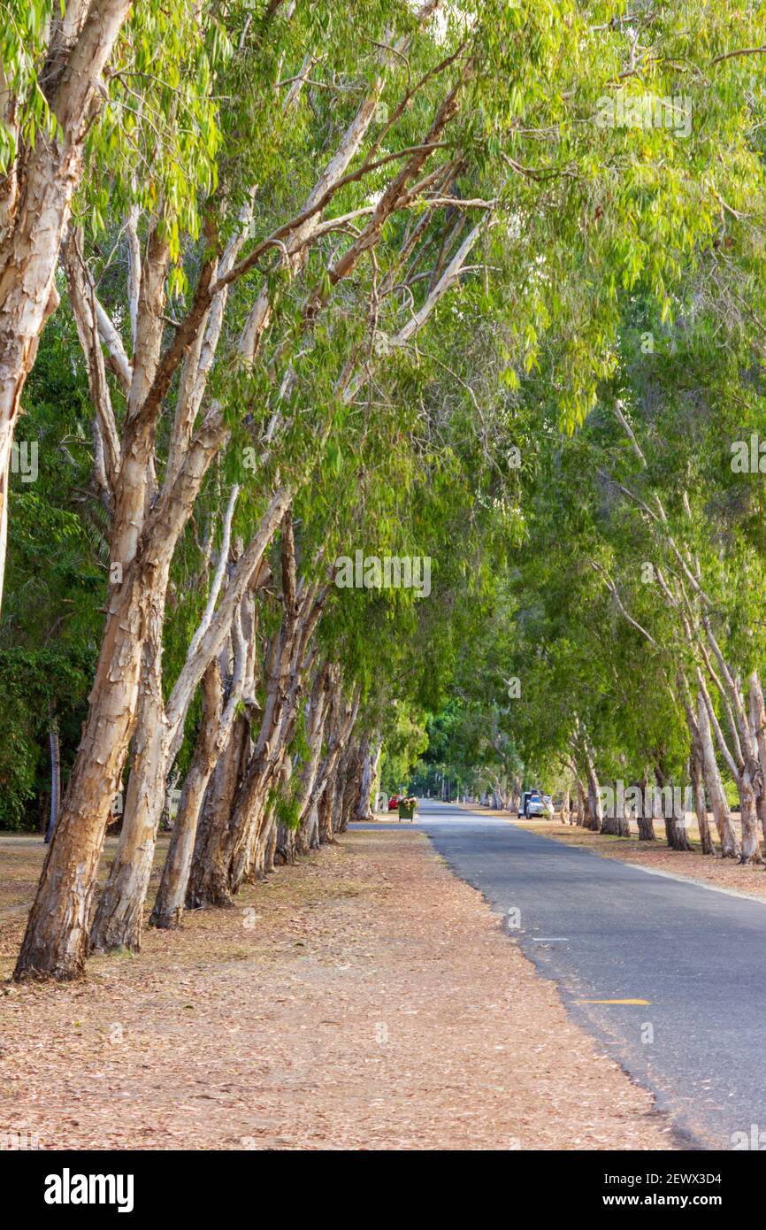 Gum trees line the street in a picturesque scene from Port Douglas ...
