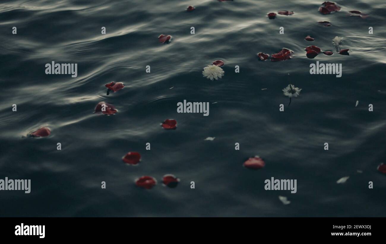 A beautiful shot of flower petals floating in the water Stock Photo - Alamy